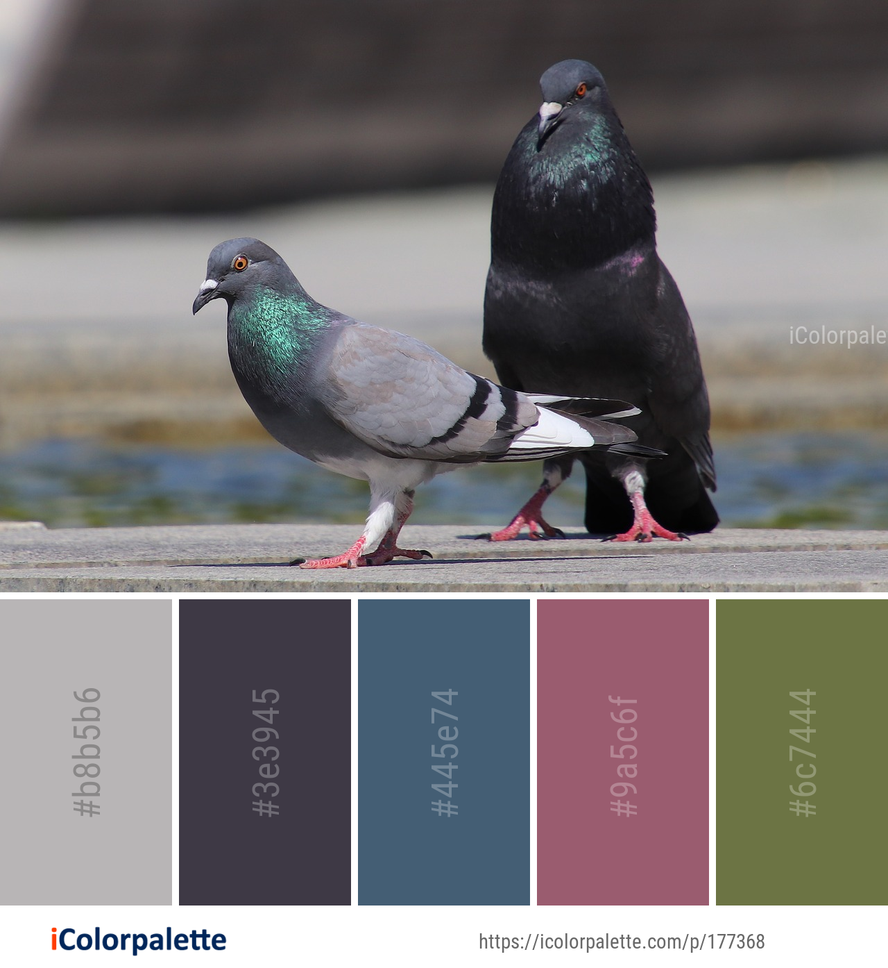 Color Palette Ideas from Bird Pigeons And Doves Fauna Image | iColorpalette