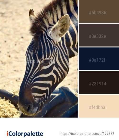 Color Palette Ideas from Wildlife Zebra Terrestrial Animal Image ...
