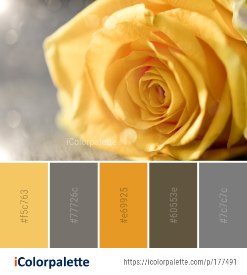 Color Palette Ideas from Rose Flower Yellow Image | iColorpalette