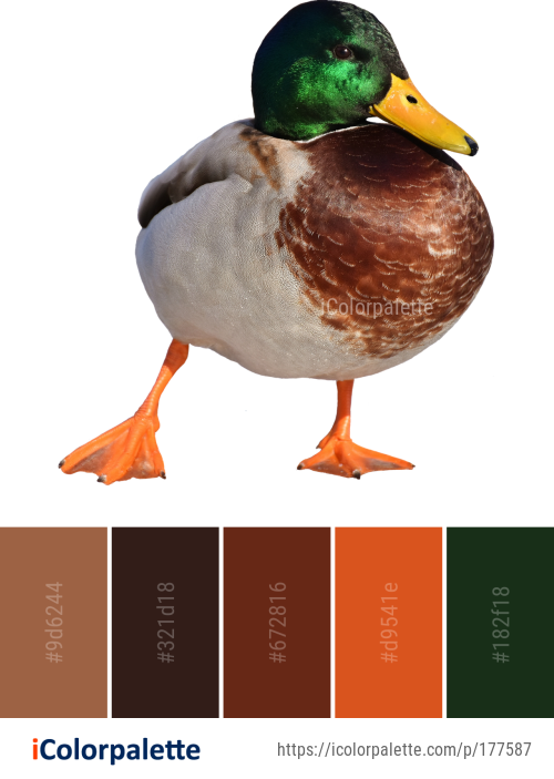 Color Palette Ideas from Bird Duck Mallard Image | iColorpalette