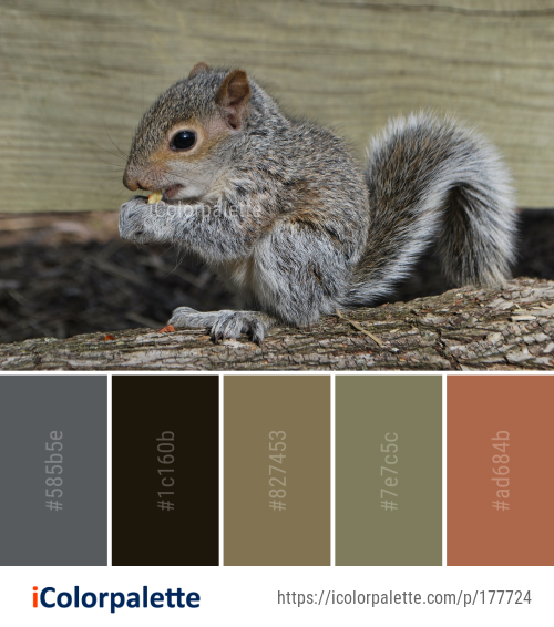 Color Palette Ideas from Squirrel Mammal Fauna Image | iColorpalette