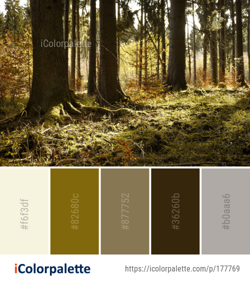 Color Palette Ideas from Woodland Forest Ecosystem Image | iColorpalette