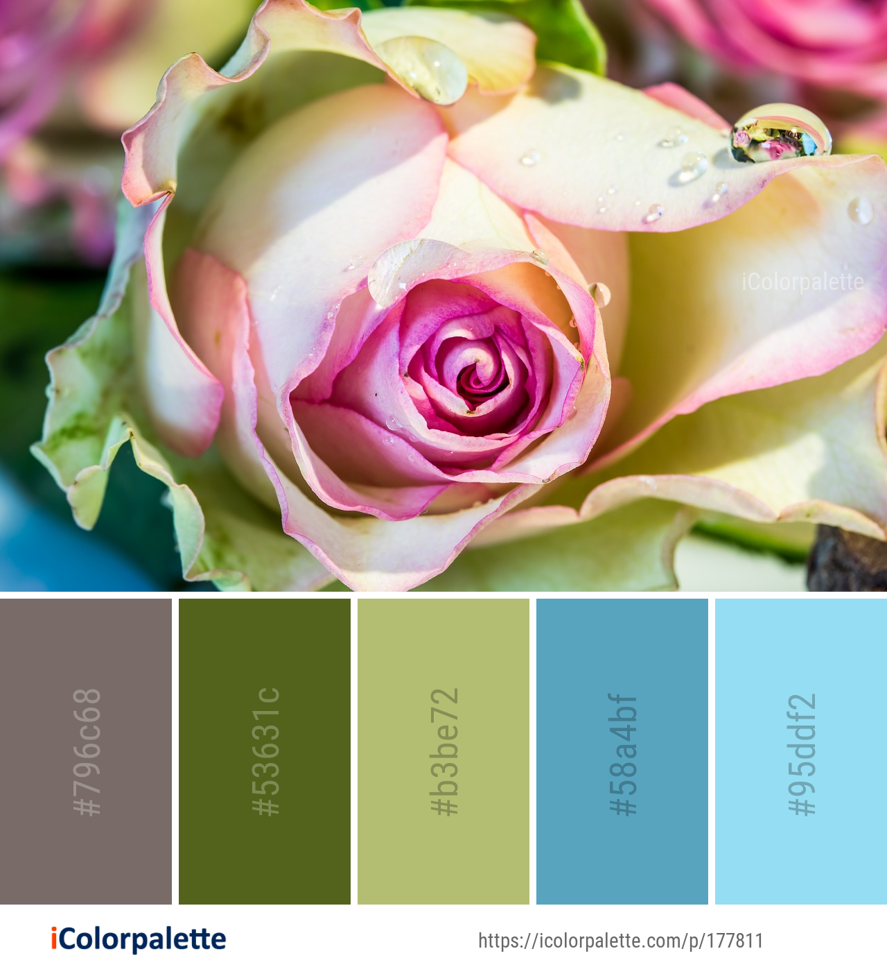 Color Palette Ideas from Flower Pink Flora Image | iColorpalette