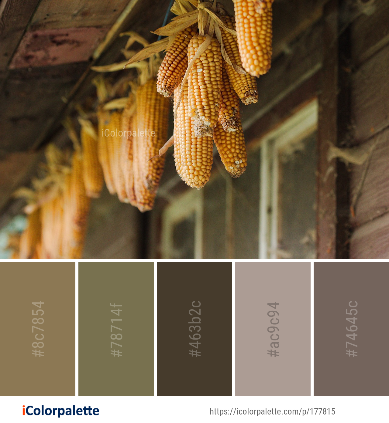 Color Palette Ideas from Maize Commodity Wood Image | iColorpalette