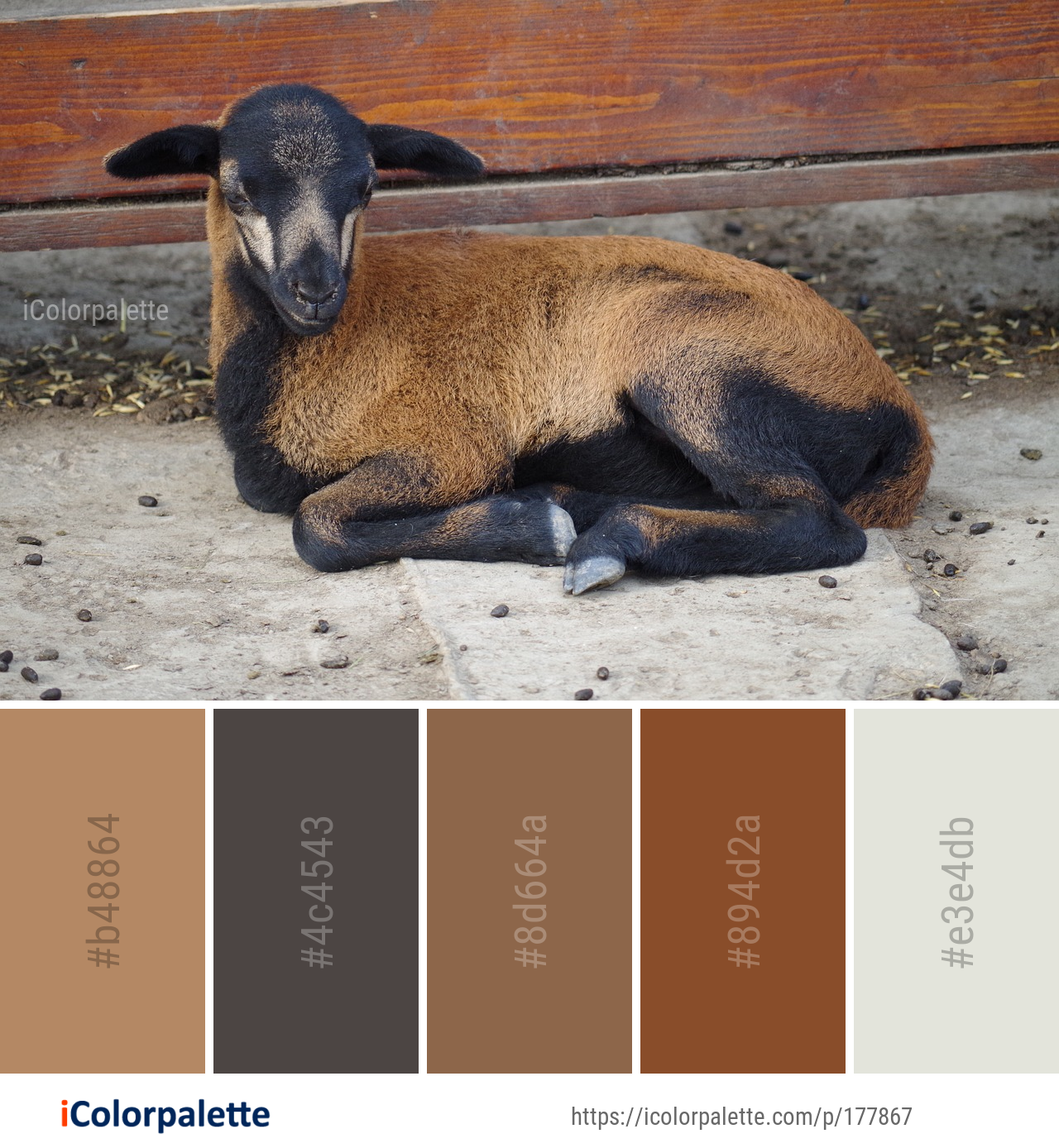 Color Palette Ideas from Fauna Sheep Image | iColorpalette