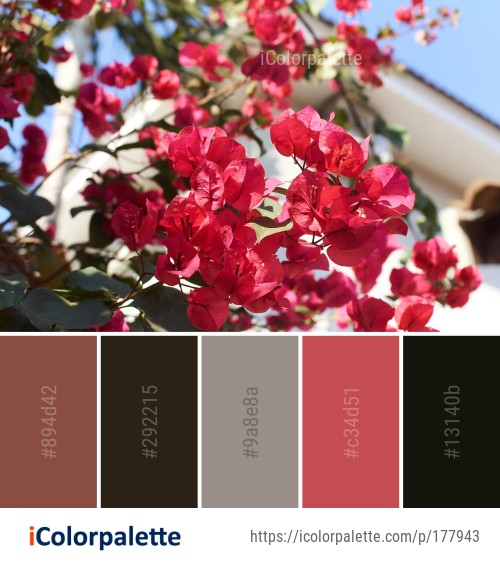 Color Palette Ideas from Red Flower Pink Image | iColorpalette