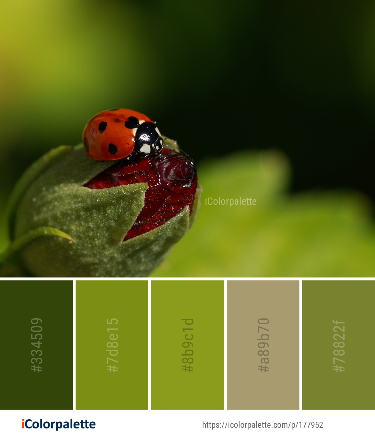 Color Palette Ideas from Insect Ladybird Macro Photography Image ...