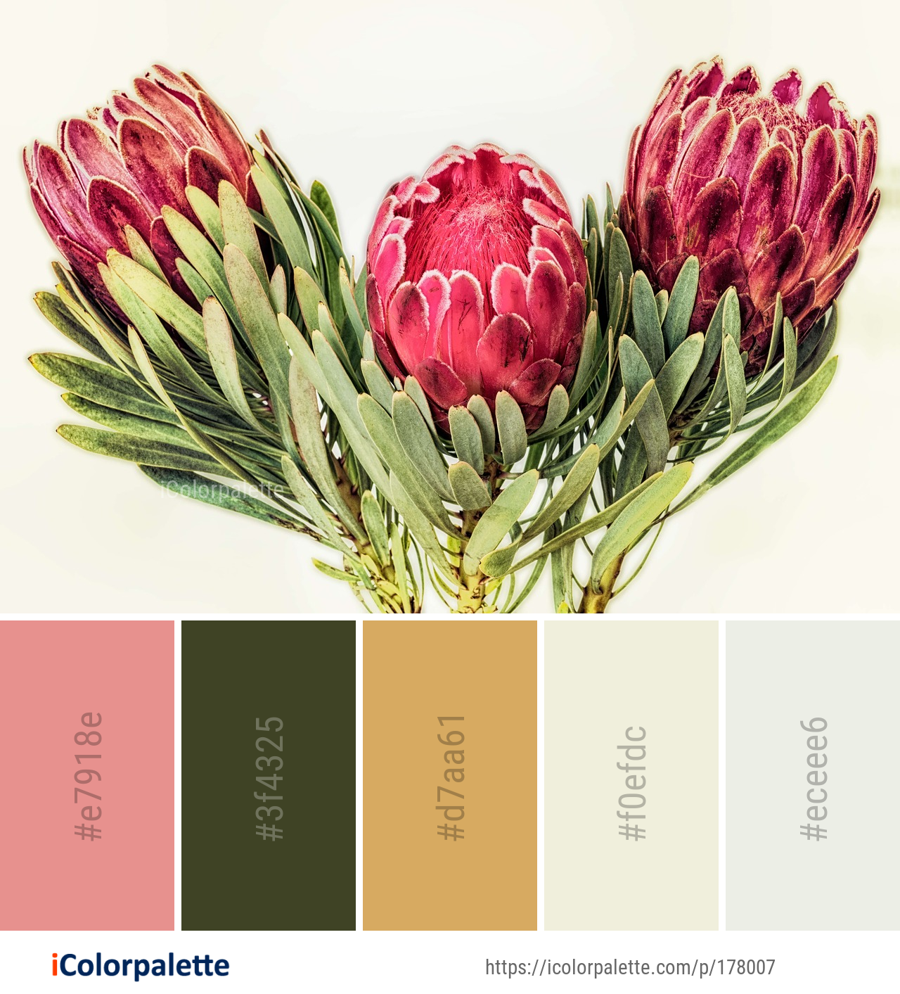 Color Palette Ideas from Flower Flowering Plant Image | iColorpalette