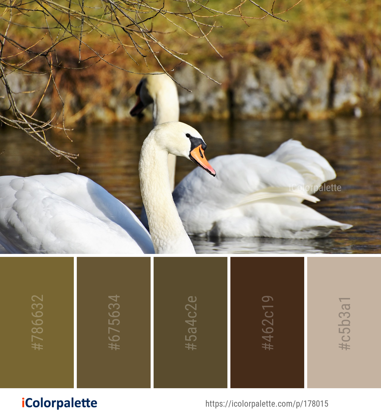 Color Palette Ideas from Bird Swan Water Image | iColorpalette