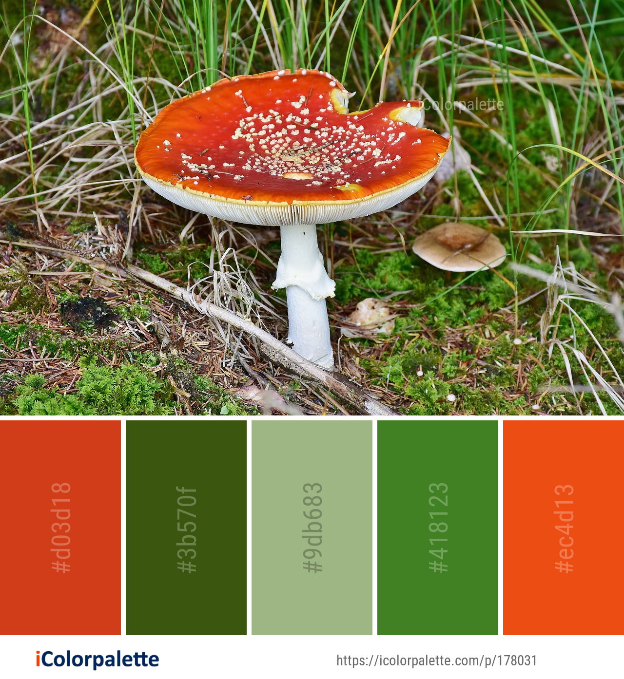 Color Palette Ideas from Mushroom Agaric Fungus Image | iColorpalette