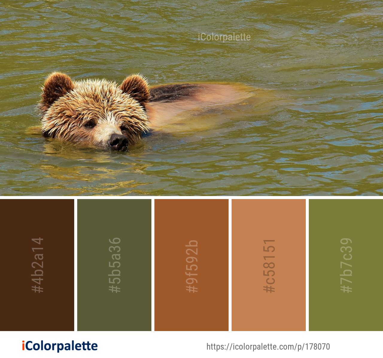 Color Palette Ideas from Brown Bear Grizzly Mammal Image | iColorpalette