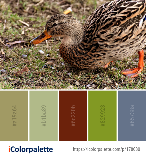 Color Palette Ideas from Bird Duck Mallard Image | iColorpalette