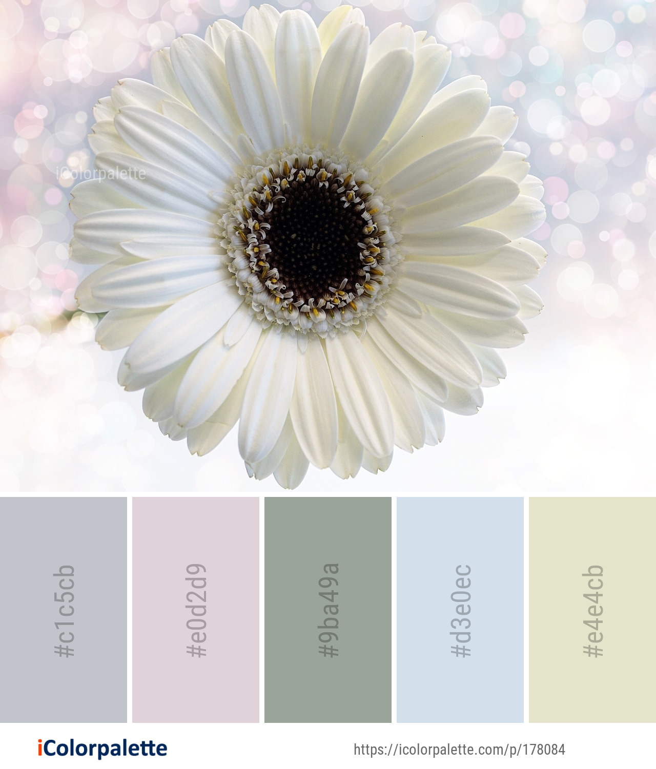 Color Palette Ideas from Flower White Daisy Image | iColorpalette