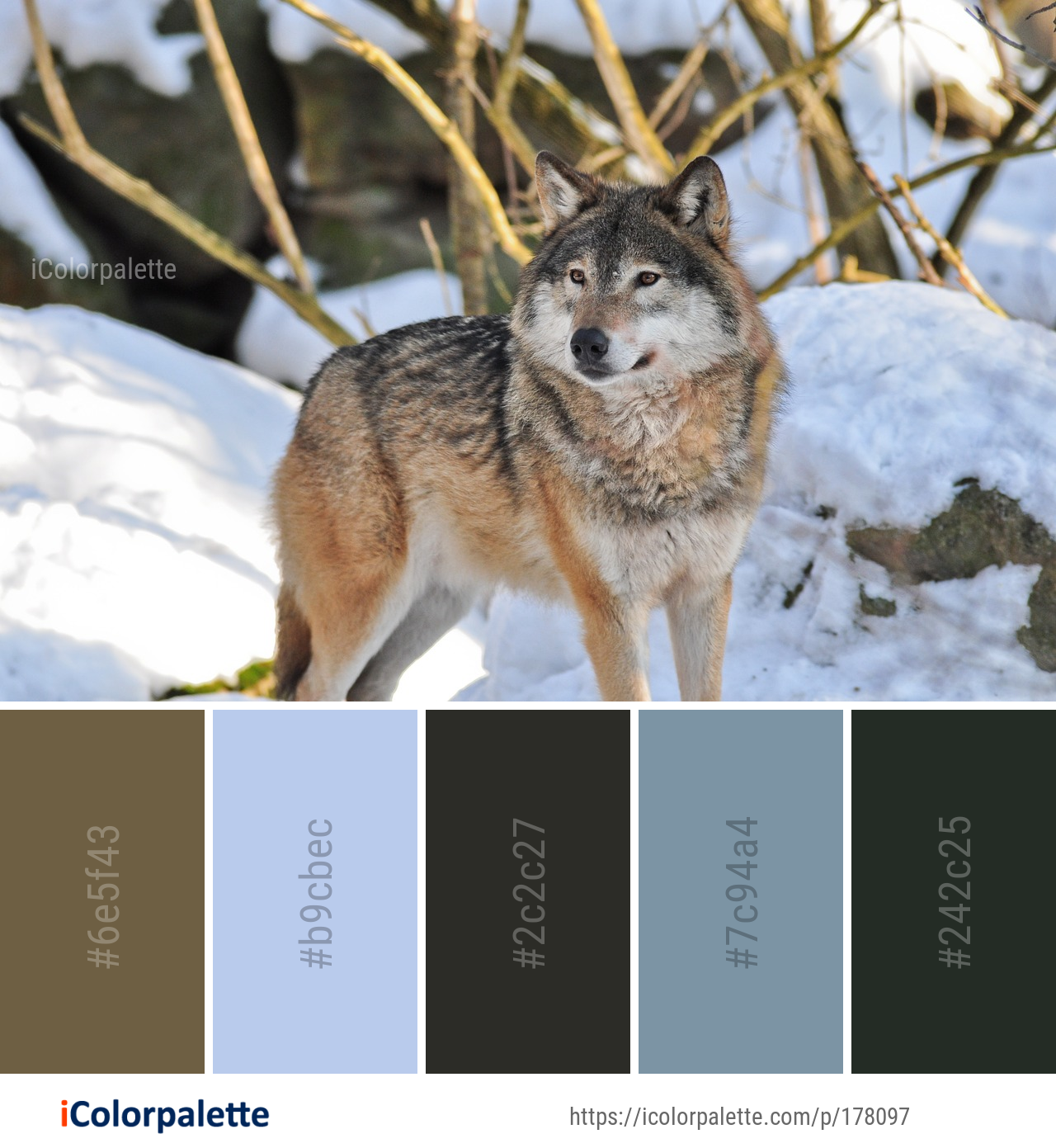 Color Palette Ideas from Wildlife Wolf Mammal Image | iColorpalette