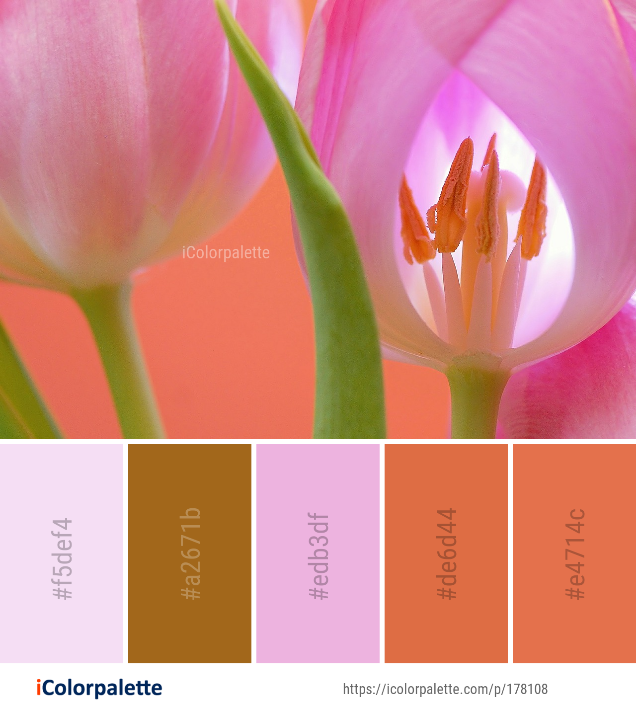 Color Palette Ideas from Flower Pink Petal Image | iColorpalette
