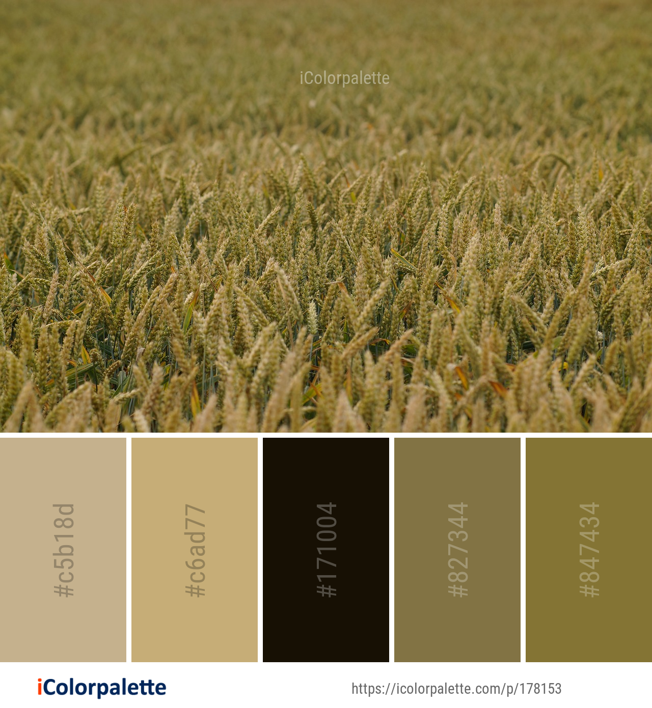Color Palette Ideas from Crop Wheat Field Image | iColorpalette