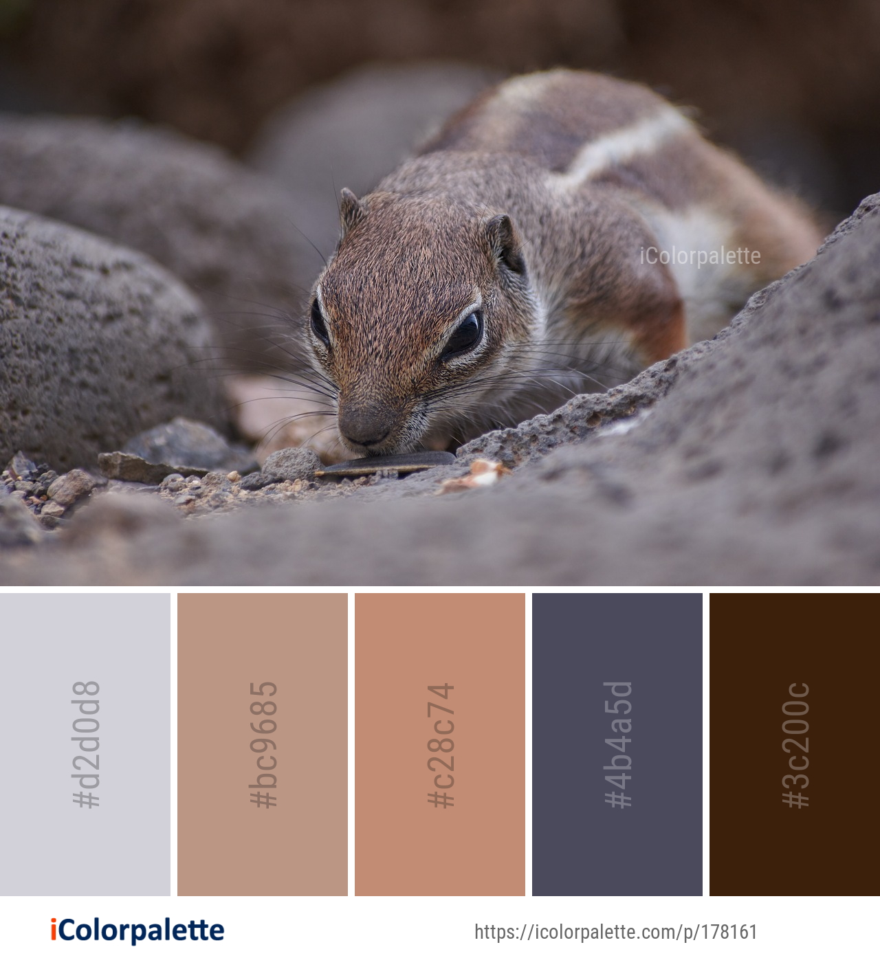 Color Palette Ideas from Squirrel Mammal Fauna Image | iColorpalette