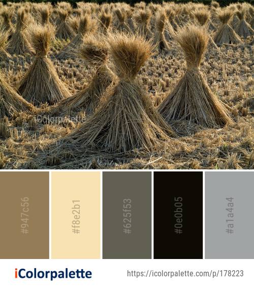 Color Palette Ideas from Straw Grass Family Hay Image | iColorpalette
