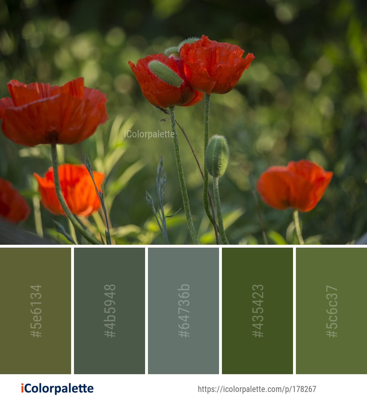 Color Palette Ideas from Flower Wildflower Poppy Image | iColorpalette
