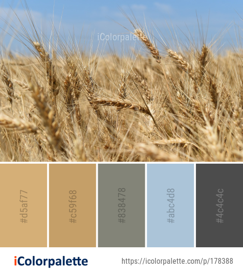 Color Palette Ideas from Wheat Food Grain Ecosystem Image | iColorpalette