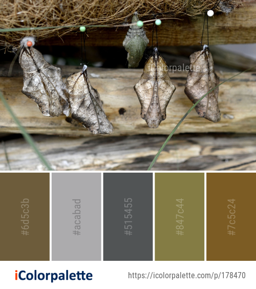 Color Palette Ideas from Moths And Butterflies Moth Insect Image ...