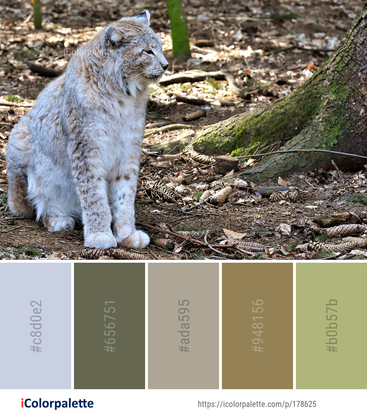 Color Palette Ideas from Wildlife Mammal Fauna Image | iColorpalette