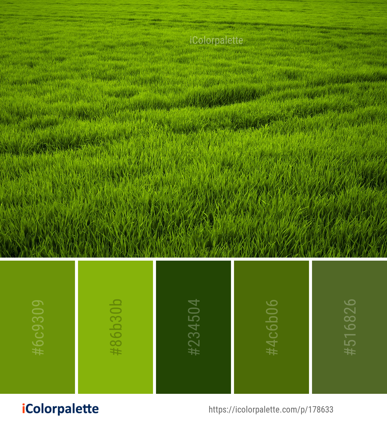 Color Palette Ideas from Grass Grassland Field Image | iColorpalette