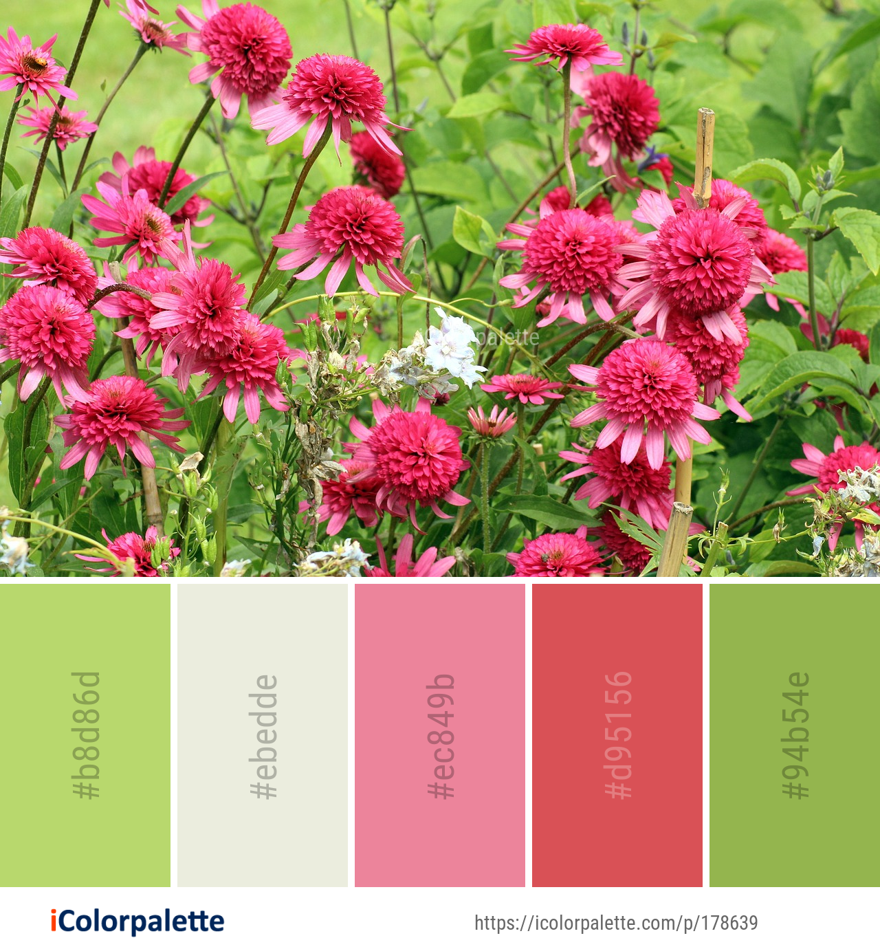 7+ Bee Balm Color Palette ideas in 2026 | iColorPalette