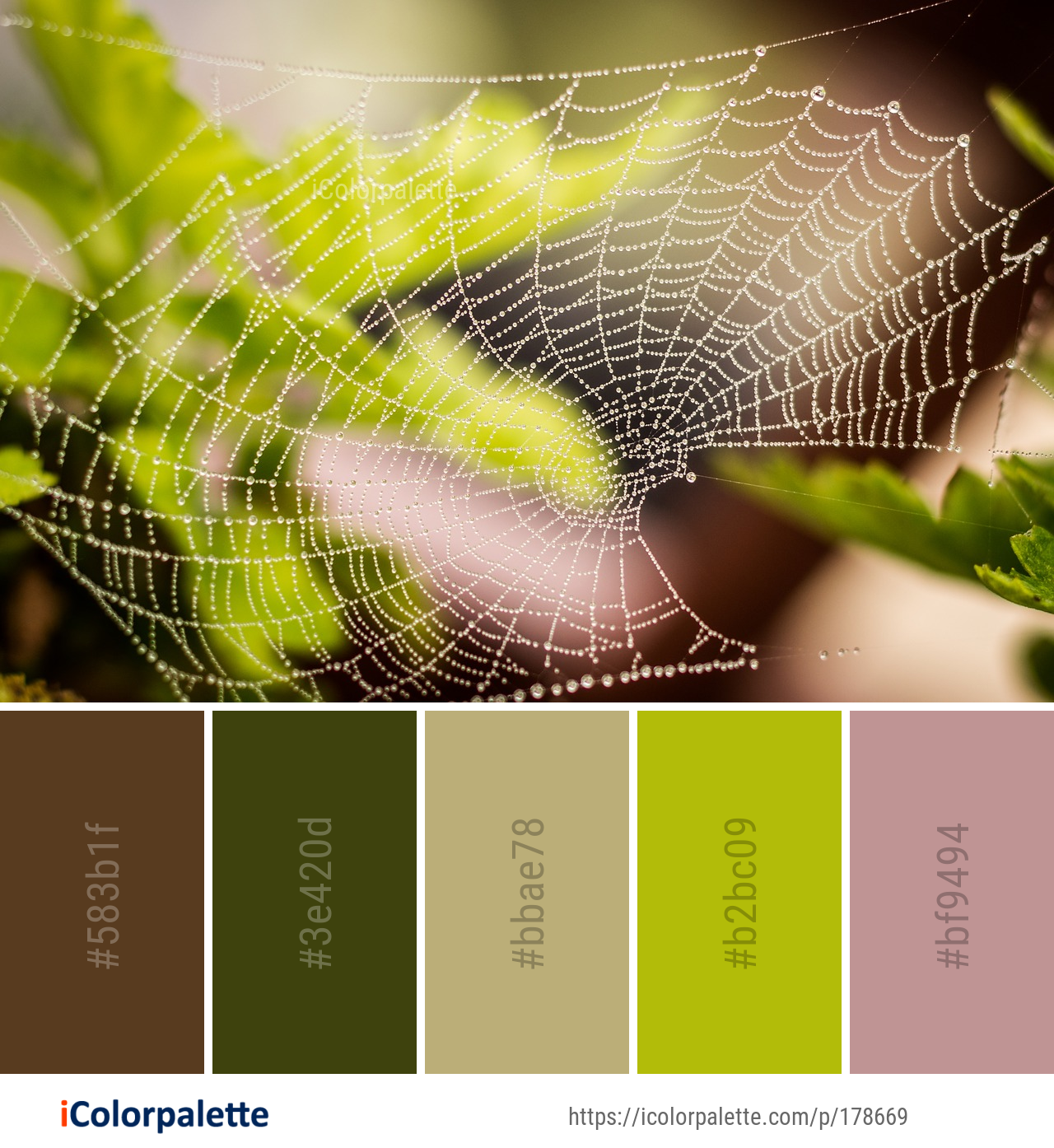 Color Palette Ideas from Spider Web Leaf Water Image | iColorpalette