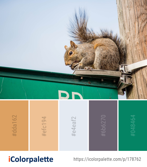 Color Palette Ideas from Squirrel Fauna Mammal Image | iColorpalette