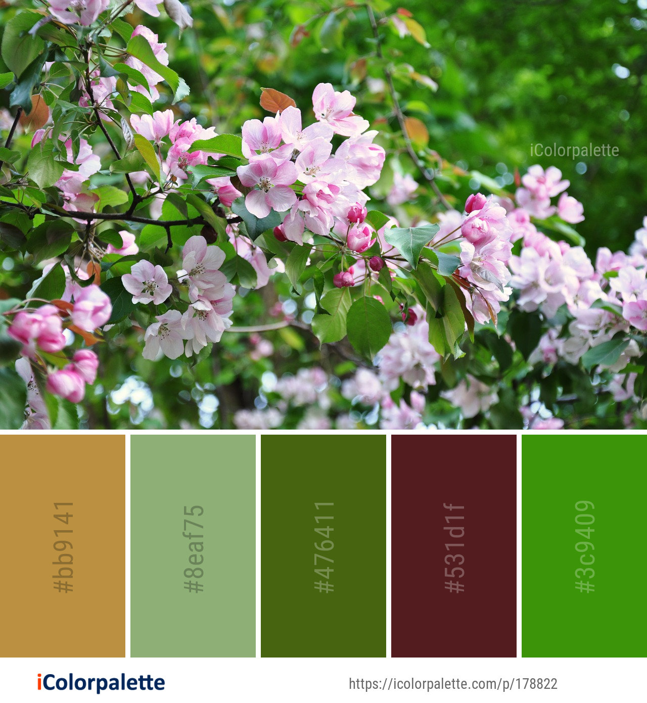 Color Palette Ideas from Plant Flower Flowering Image | iColorpalette