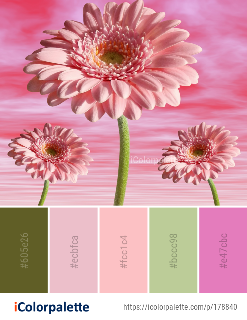 Color Palette Ideas from Flower Flowering Plant Pink Image | iColorpalette