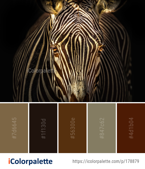 Color Palette Ideas from Wildlife Mammal Zebra Image | iColorpalette