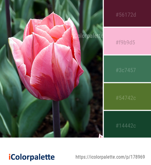 Color Palette Ideas from Flower Plant Tulip Image | iColorpalette