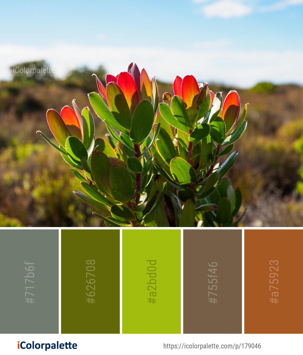 Color Palette Ideas from Plant Vegetation Flower Image | iColorpalette