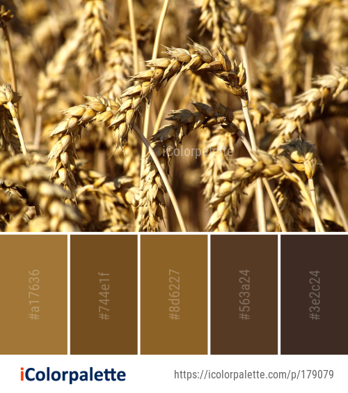 137 Wheat Color Palette ideas in 2025 | iColorpalette