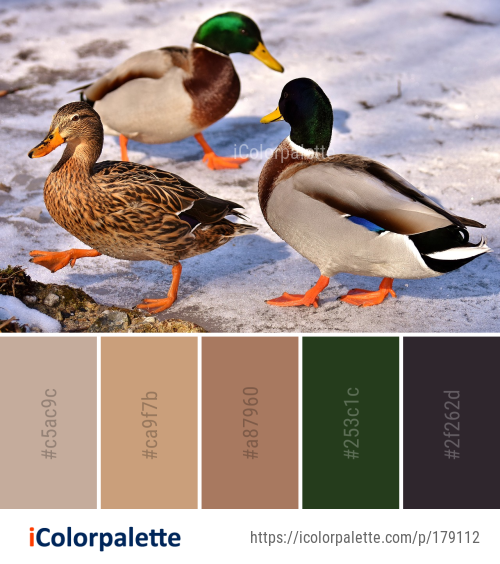 Color Palette Ideas from Duck Mallard Bird Image | iColorPalette