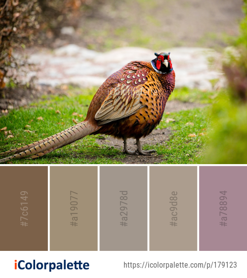 Color Palette Ideas from Bird Galliformes Pheasant Image | iColorPalette