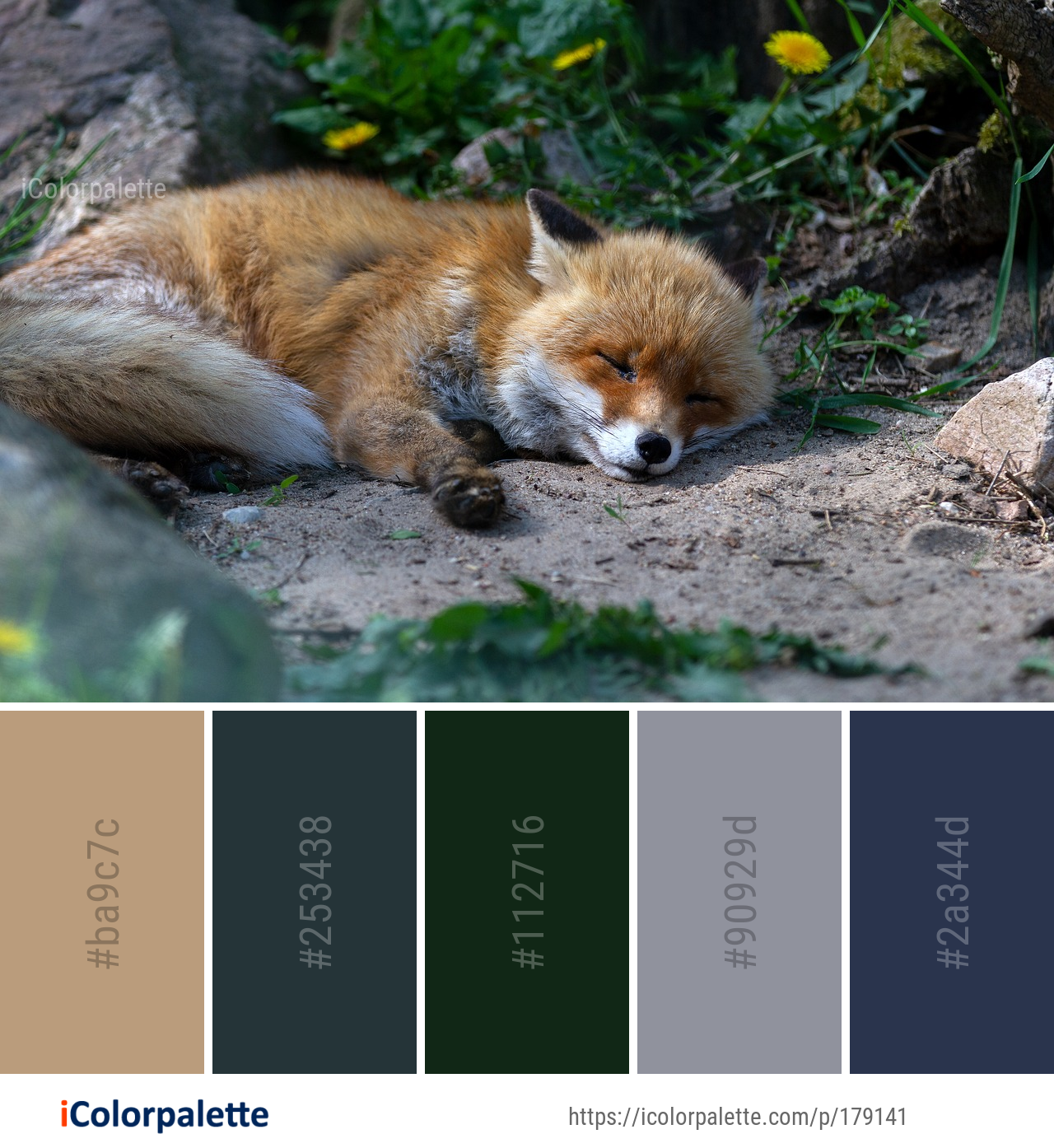 Color Palette Ideas from Fox Red Mammal Image | iColorpalette