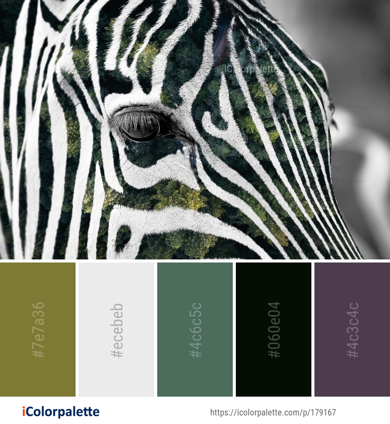 Color Palette Ideas from Zebra Mammal Wildlife Image | iColorpalette