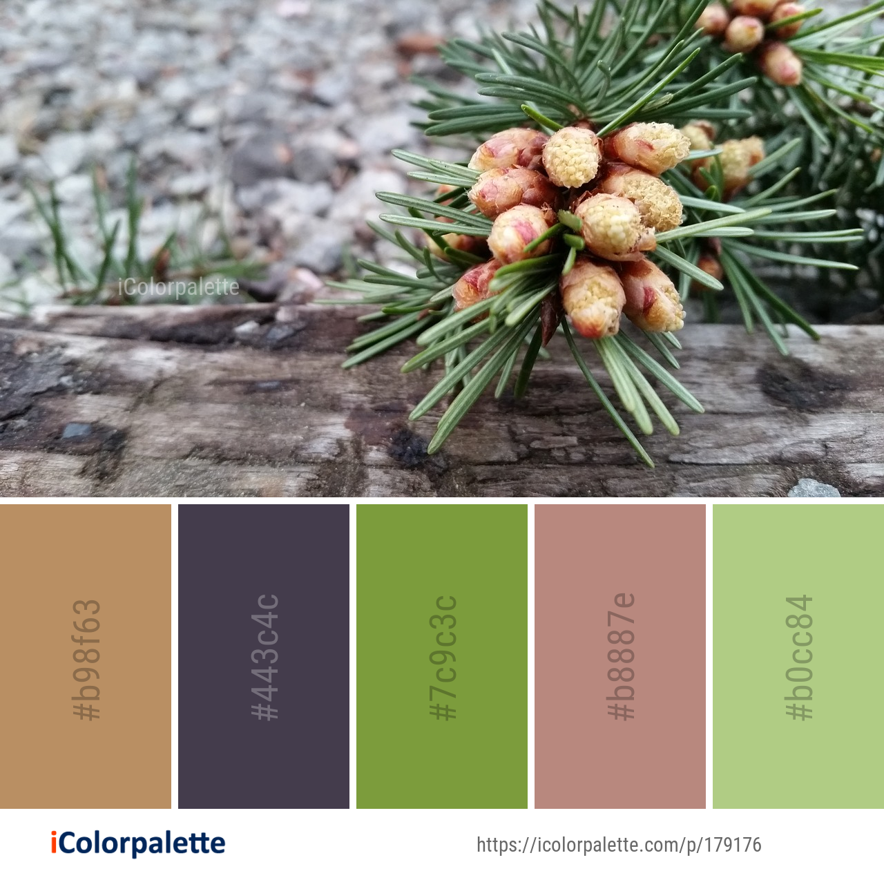 Color Palette Ideas from Tree Pine Family Conifer Image | iColorpalette