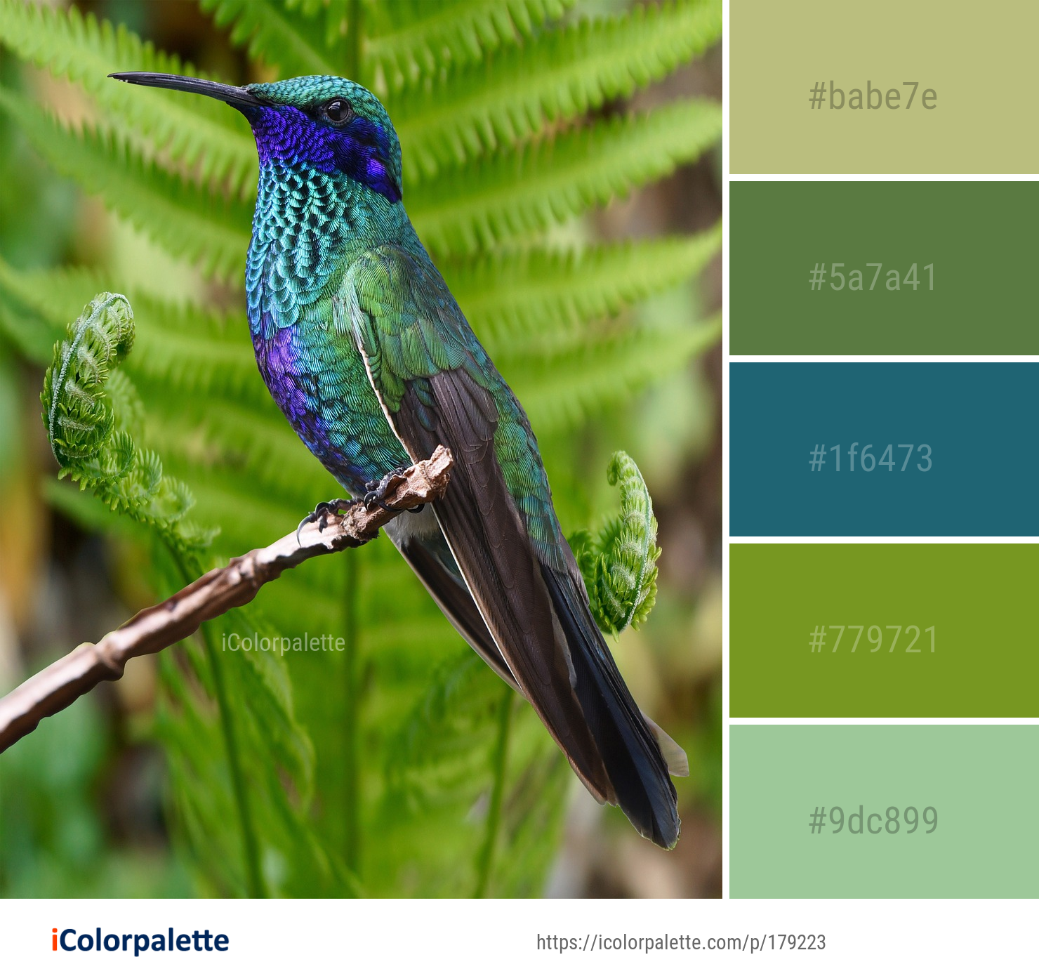 Color Palette Ideas from Bird Hummingbird Beak Image | iColorpalette