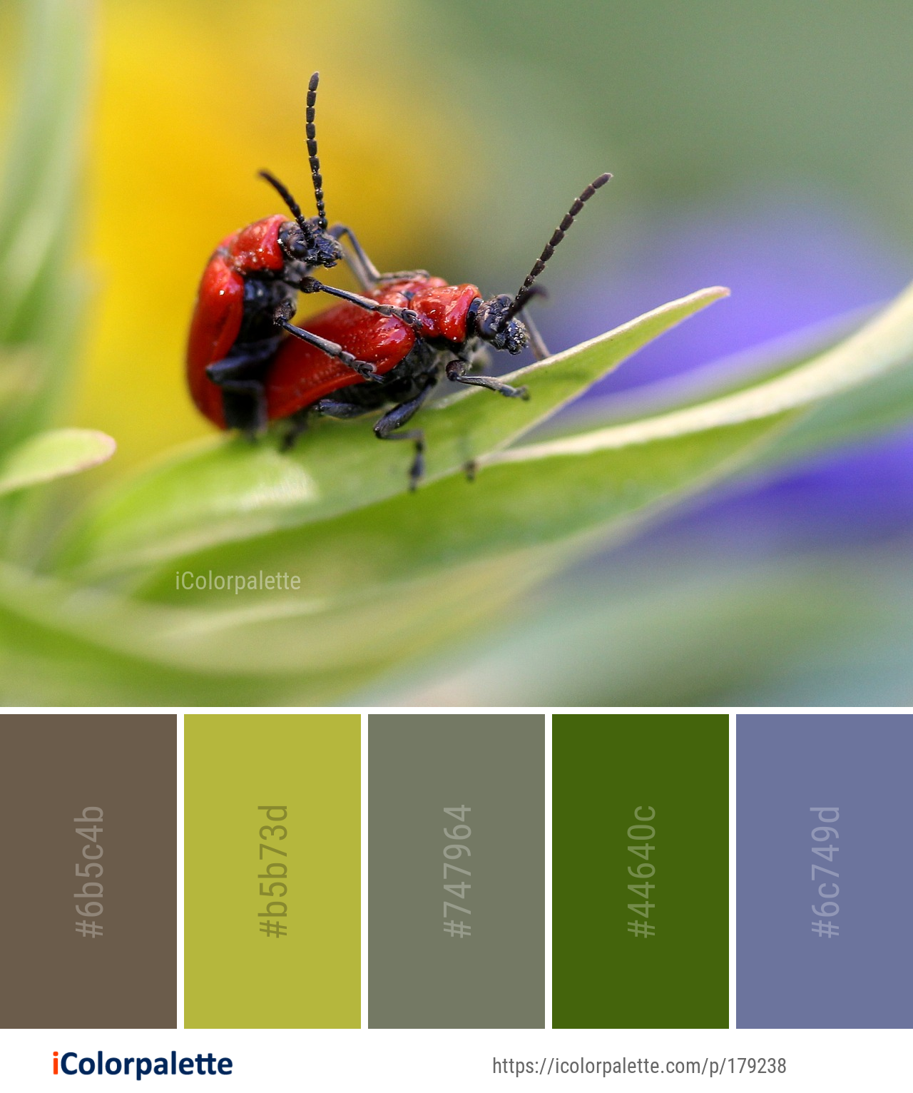 Color Palette Ideas from Insect Macro Photography Beetle Image ...