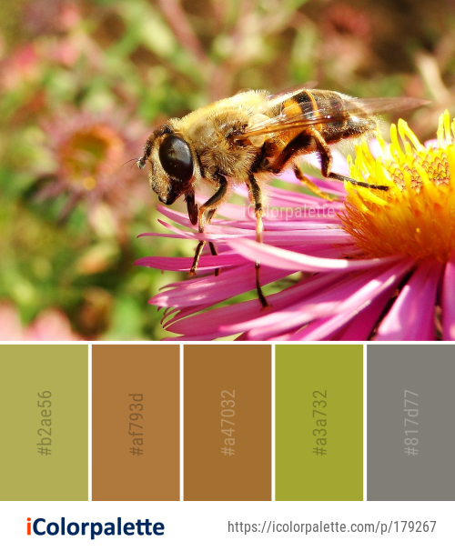 Color Palette Ideas from Honey Bee Insect Image | iColorpalette