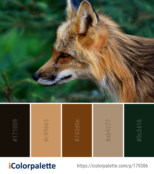 Color Palette Ideas from Fox Wildlife Red Image | iColorpalette