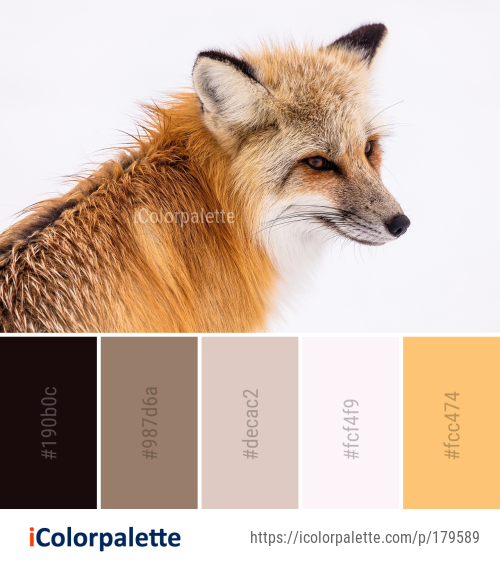 Color Palette Ideas from Fox Wildlife Red Image | iColorpalette