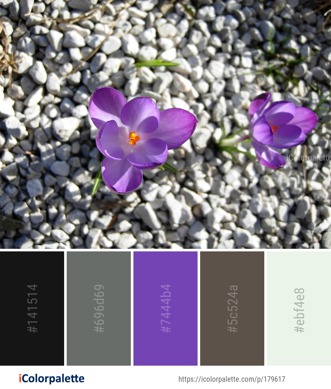 Color Palette Ideas from Flower Plant Crocus Image | iColorpalette