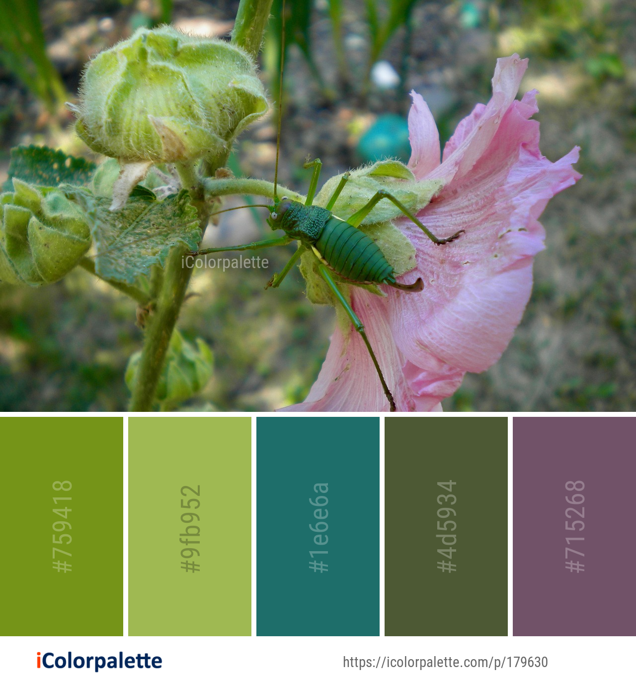 Color Palette Ideas from Insect Flora Plant Image | iColorpalette