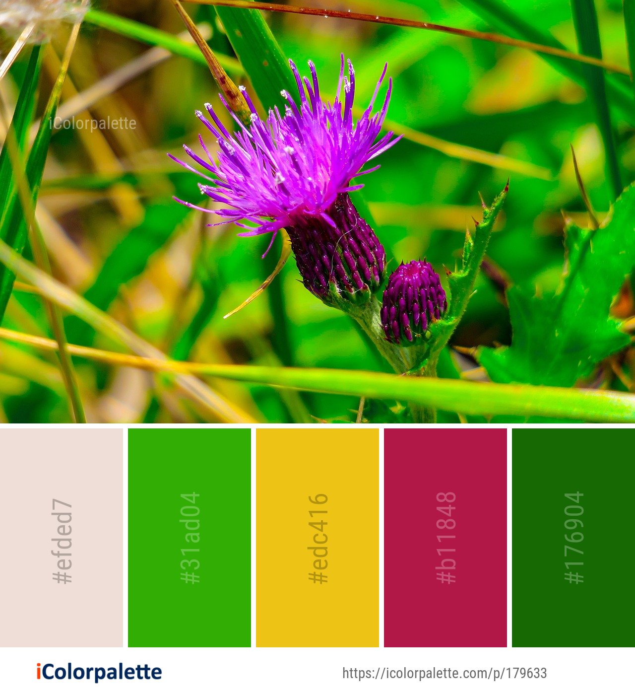 Color Palette Ideas from Plant Thistle Flower Image | iColorpalette