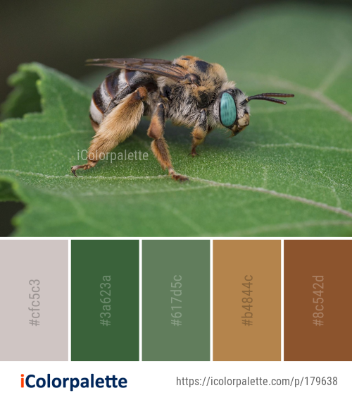 Color Palette Ideas from Insect Macro Photography Membrane Winged Image ...